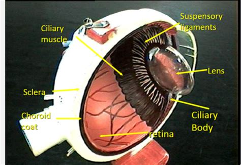 Quiz 7 A P Lab Flashcards Quizlet