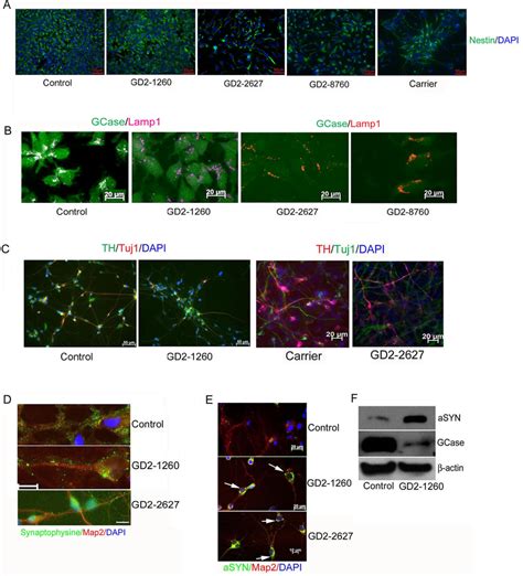 Characterization Of Ipsc Derived Npcs And Neurons A Neural Stem Cell Download Scientific