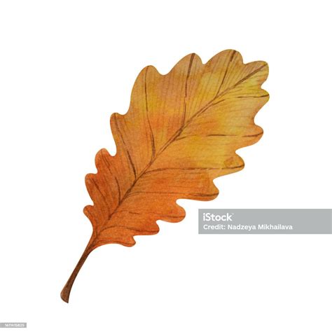 오크 잎은 노란색 빨간색 및 주황색의 수채화로 칠해져 있습니다 수채화 나뭇잎 계절 클립아트 장식을 위해 흰색 배경에 분리된 꽃 요소의 손으로 그린 그림 10월에 대한 스톡