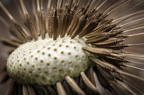20250423 Img9430 Edit Dandelion Seed Head Chris Gordon Flickr