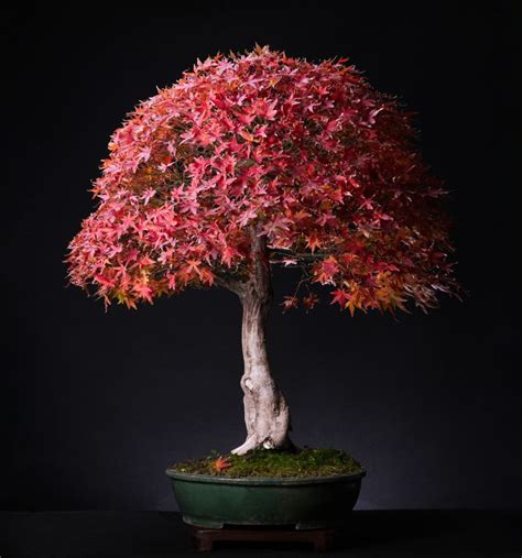 Nikoloz Meskhi On Linkedin ჩვენი იაპონური ნეკერჩხალი 🍁