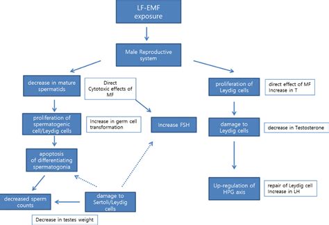 Figure 4 From The Effects Of Extremely Low Frequency Magnetic Fields On Reproductive Function In