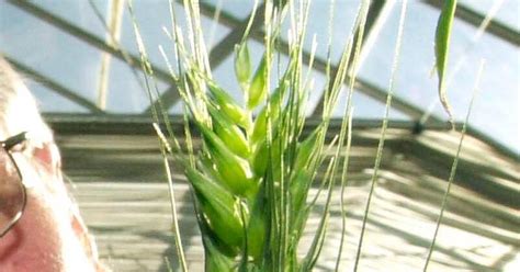 Scientists Develop Rust Resistant Wheat Daily Liberal Dubbo NSW