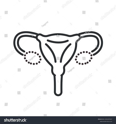 Reproductive System Female Drawing