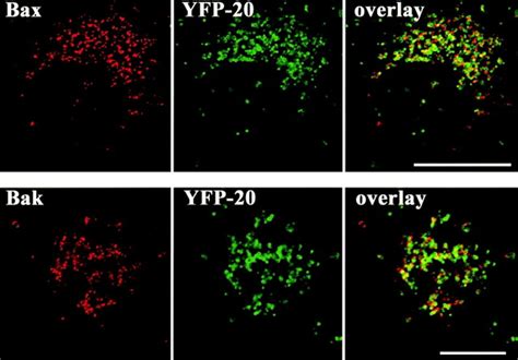 bax and bak clustering is caspase independent transient coexpression
