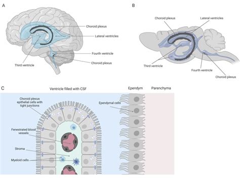 Microdissection And Whole Mount Scanning Electron Microscopy