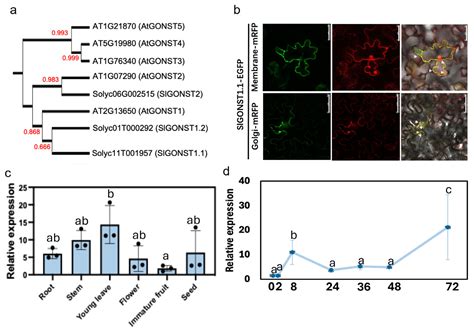 Genetic Editing Of Tomato Golgi Localized Nucleotide Sugar Transporter