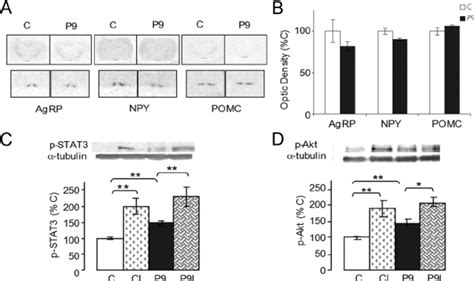 Hypothalamic Expression Of Agrp Npy And Pomc Mrna In The Rat During Download Scientific