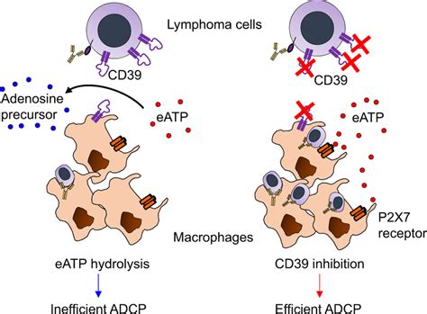 Graphic Summary Of Targeting Cd39 To Unleash Macrophage Anti Lymphoma