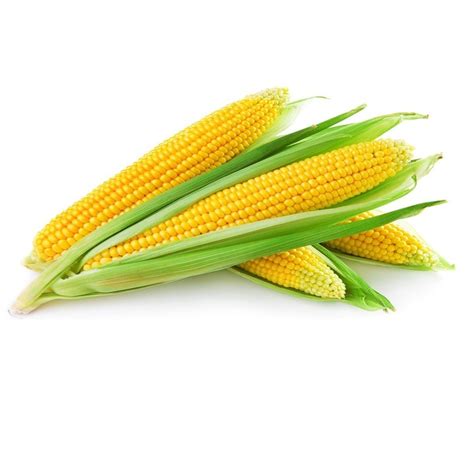 Yellow Maize At 100 Kilogram Sweet Corns In Tiruppur ID 13737018473