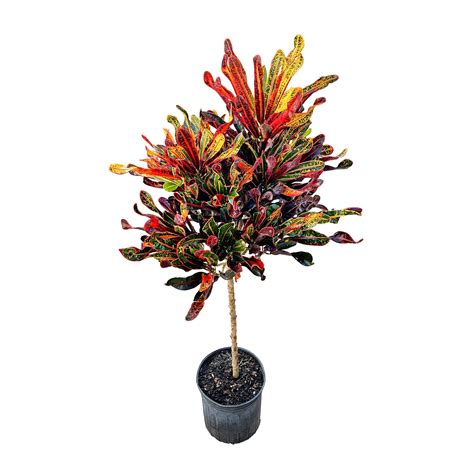 Codiaeum Variegatum ‘croton Mammy Tree Form Xl Sarahcotta Plants