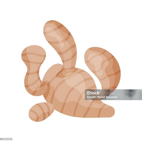 신선한 생강 뿌리 흰색 배경에 향기로운 향신료 허브 벡터 일러스트 레이 션 건강관리와 의술에 대한 스톡 벡터 아트 및 기타