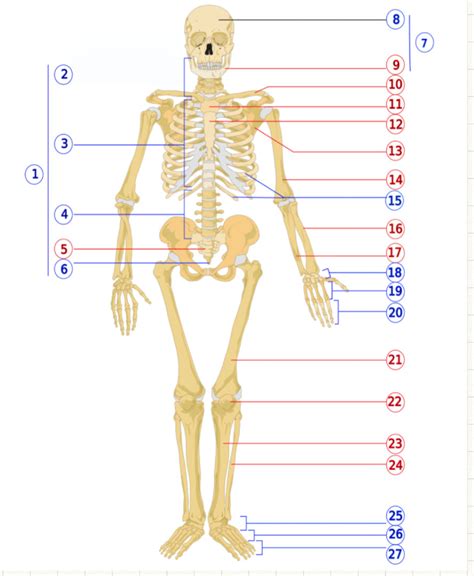 Skeletal Labeling Diagram Quizlet