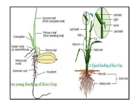 [DIAGRAM] Floral Diagram Of Rice Plant - MYDIAGRAM.ONLINE