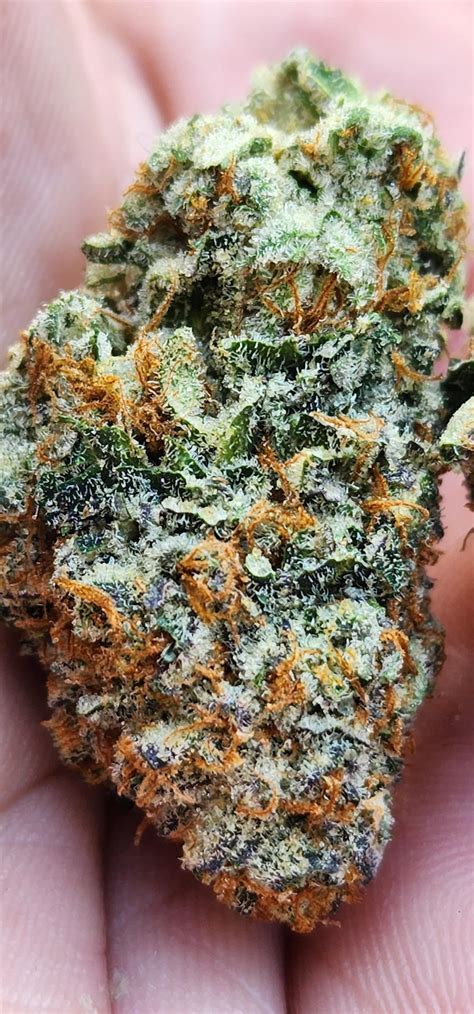 Lemon Tree R Stellarcannabis