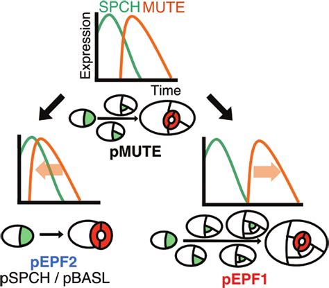 Graphical Summary Of The Result By Modifying The Temporal Expression