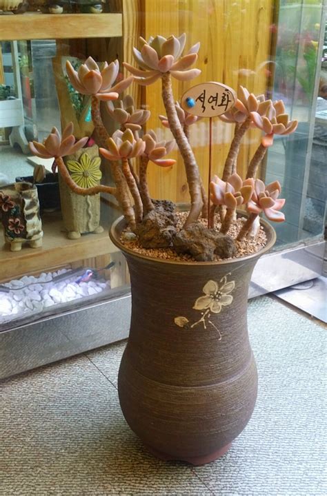 석연화 율하 장유 꽃집 다육 드라이플라워 프리저브드 꽃바구니 꽃다발 사탕 동양란 서양란 난 조화 비누장미 비누카네이션 화분 네이버 블로그