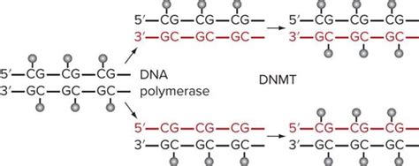 Genetics Bsc 315 Final Exam Flashcards Quizlet
