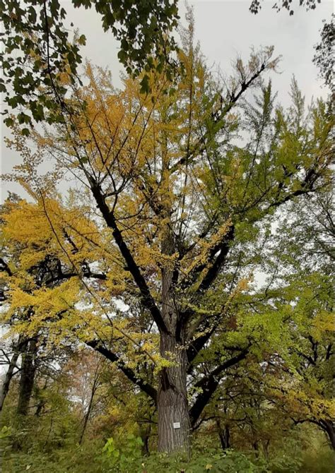 ვინ დარგო იშვიათი ჯიშის ხე გინკო ლაგოდეხის ნაკრძალში Knews Ge