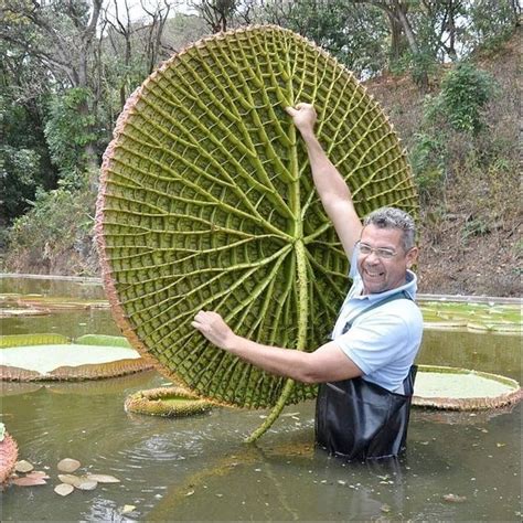Wonic The Underside Of A Lily Pad Wow