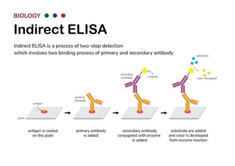 Biological Diagram Explain Process Of Indirect Elisa As The Two Step