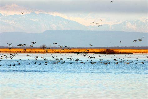 რუხის ციხე