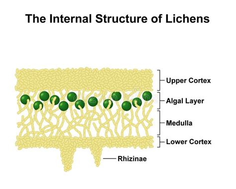 Structure Of Lichen Thallus With Diagram