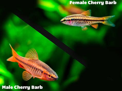 Cherry Barb Puntius Titteya Aquatic Arts