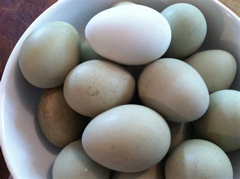 Passover And Easter The Egg Two Chums