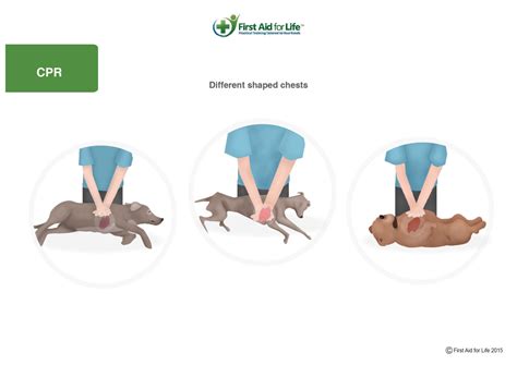How To Give Dog Cpr Properly How To Give Dog Cpr Properly
