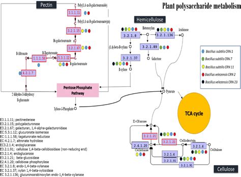 Plant Polysaccharide Metabolism Pathway Retrieved From Kegg Using Rast