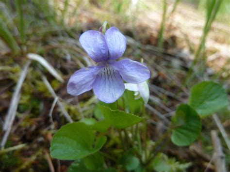 Early Blue Violet Mckenzie Conservation Area Wildflowers