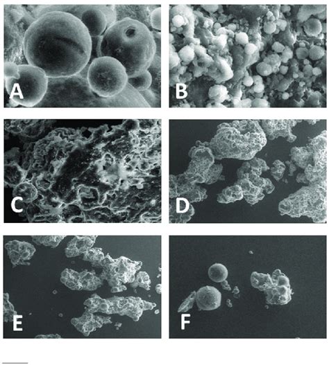 Variable Pressure Scanning Electron Microscopy Images Vpsem Of Ls