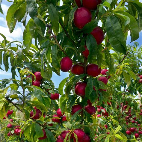 White Nectarine Tree Nearby