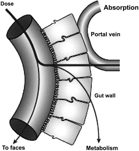 The Demonstrations Of The Difference Between Absorption And
