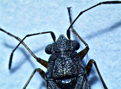 Wheat Bug Under Microscope