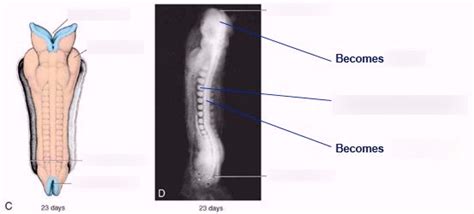 Derivatives Of The Ectoderm Neuralation Pt 4 Diagram Quizlet