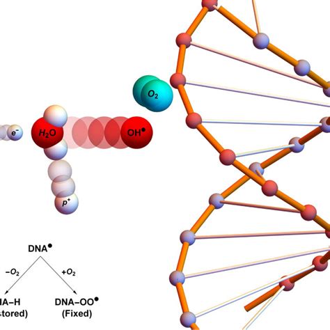 Oxygen Fixation Hypothesisa High Energy Electron Created By An X Ray Download Scientific