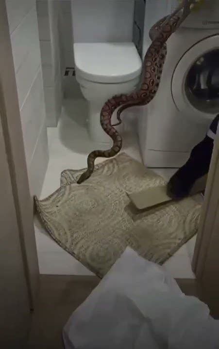 В Краснодаре из унитаза выползла огромная змея Youtube