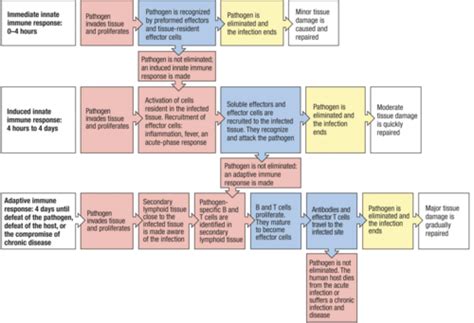 Immunology Chapter Induced Innate Immunity Flashcards Quizlet