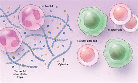 Infographic How Sars Cov 2 Immune Responses May Differ By Sex The Scientist Magazine®
