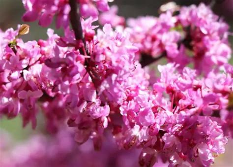 Trees With Purple Flowers Pictures And Identification
