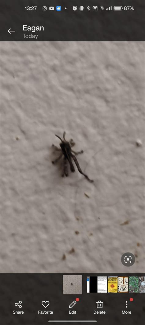 We Seem To Have A Infestation Of Thesecrickets Grasshopper Nymphs