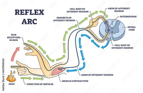 How To Draw Reflex Arc Reflex Arc Diagram Structure Of Reflex Arc