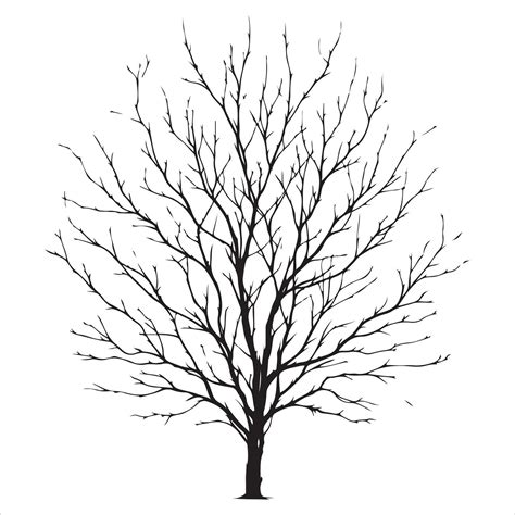 Naked Tree Vector Silhouette Black Color A Dead Tree Vector Silhouette Tree Branches