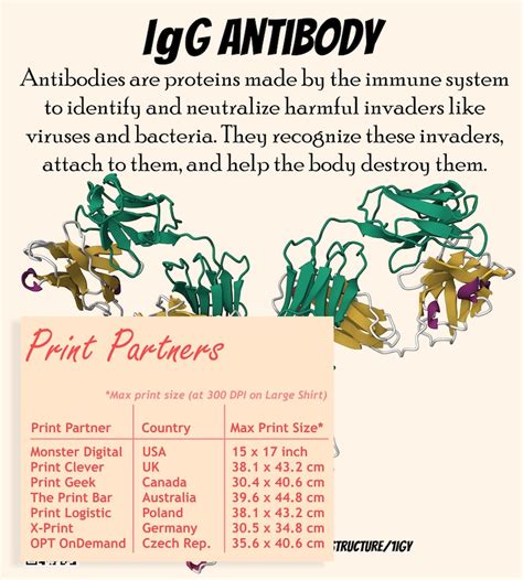 Protein Schematic Igg Antibody T Shirt Igg Antibody Tee Science
