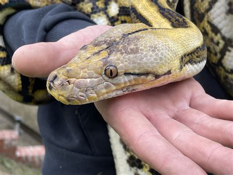 Titanium Reticulated Python Traits Morphpedia