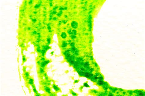 흰색 종이 배경 창조적 인 디자인 템플릿에 추상손으로 그린 녹색 수채화 스플래시 그런지 이미지 기법에 대한 스톡 사진 및 기타