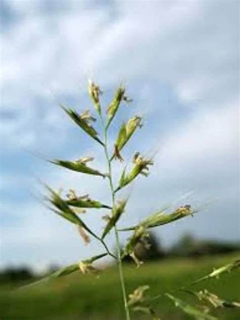 Geniculate Fescue Plant Care And Growing Basics Water Light Soil