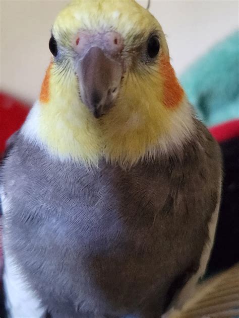 Any Tips For Preventing Cockatiel Flying Into Things Rcockatiel